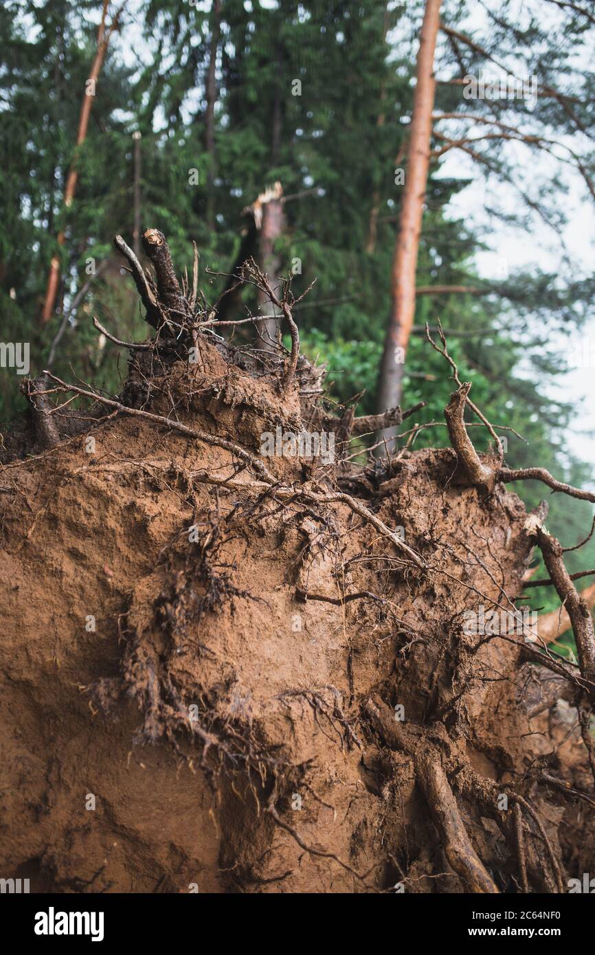 Knocked out tree hi-res stock photography and images - Alamy