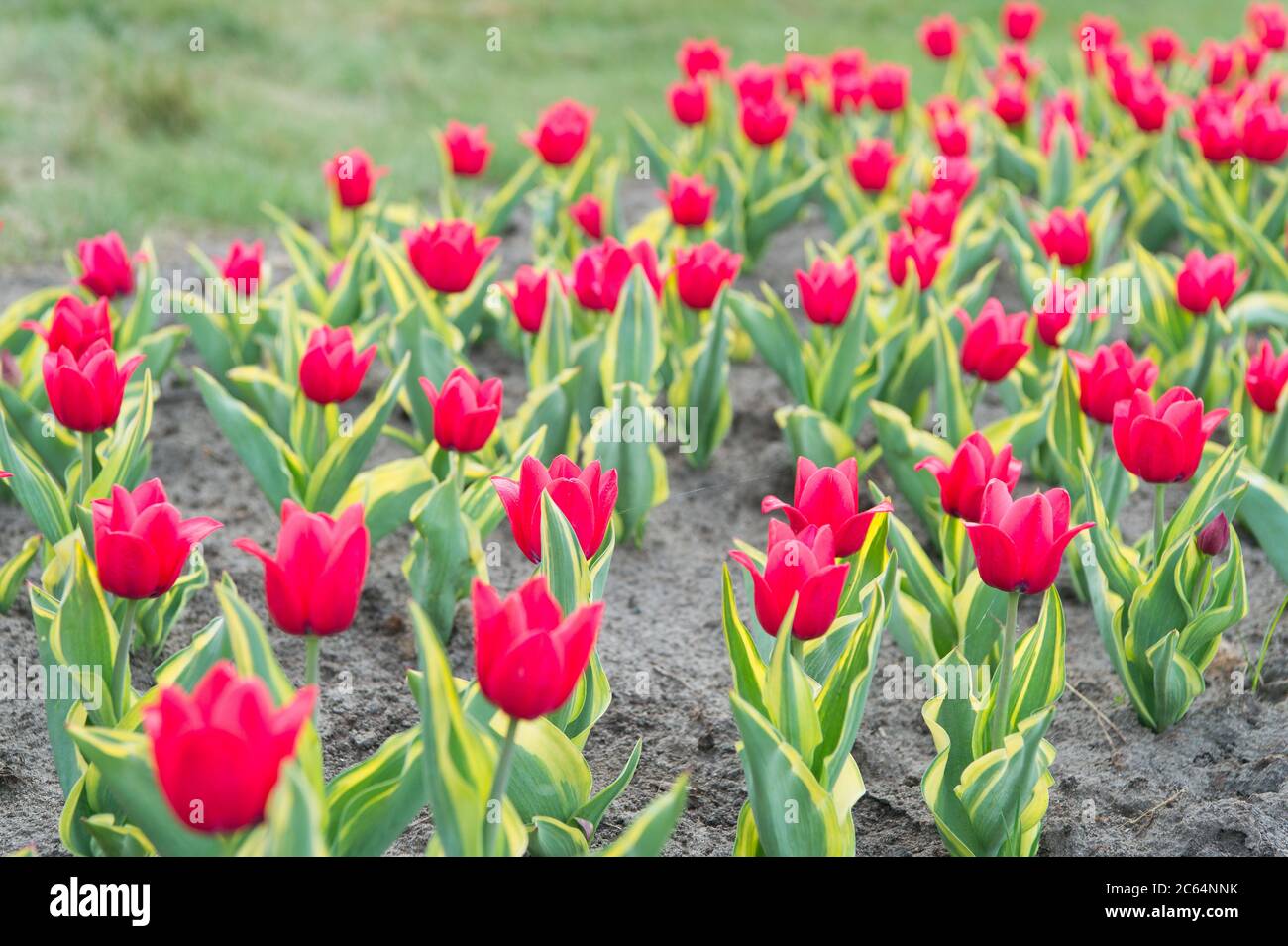 outdoor care. tulips in garden. Magic spring landscape with flowers ...