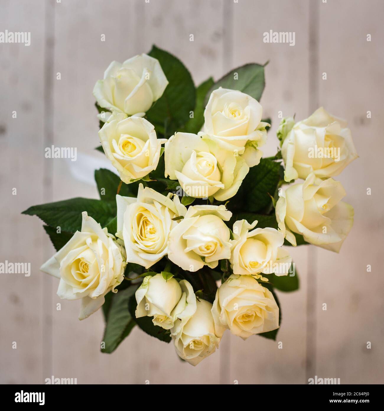 Beautiful white roses on a light background Stock Photo - Alamy