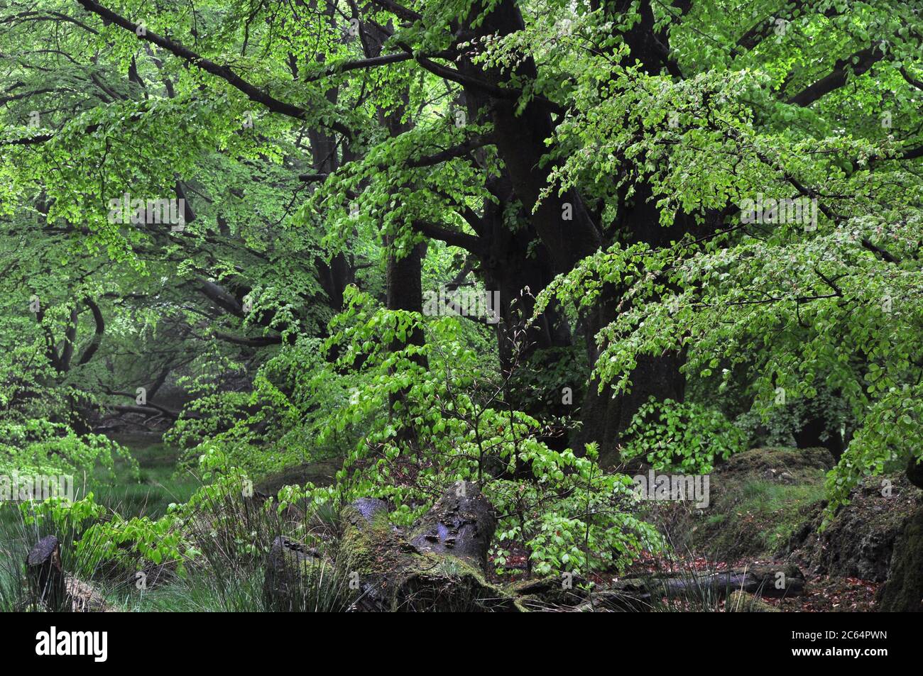 Beech trees in spring on Lewesdon Hill, Dorset, UK Stock Photo - Alamy
