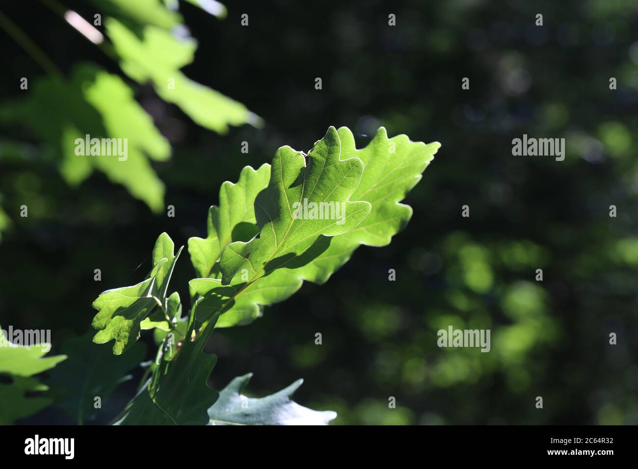 Green oak leaves in sunlight in forest Stock Photo - Alamy
