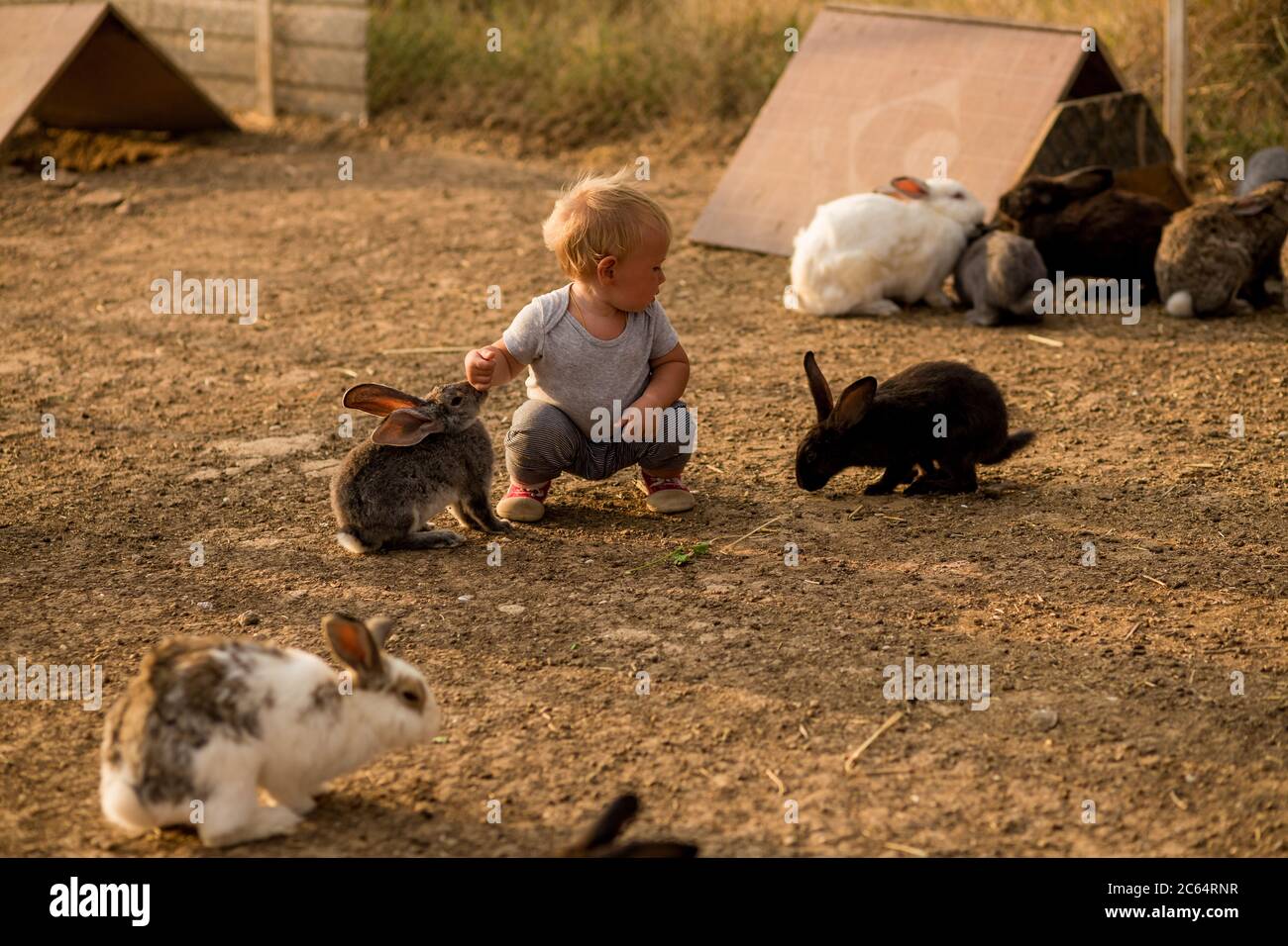 Little cute boy is playing with rabbit in park Stock Photo - Alamy