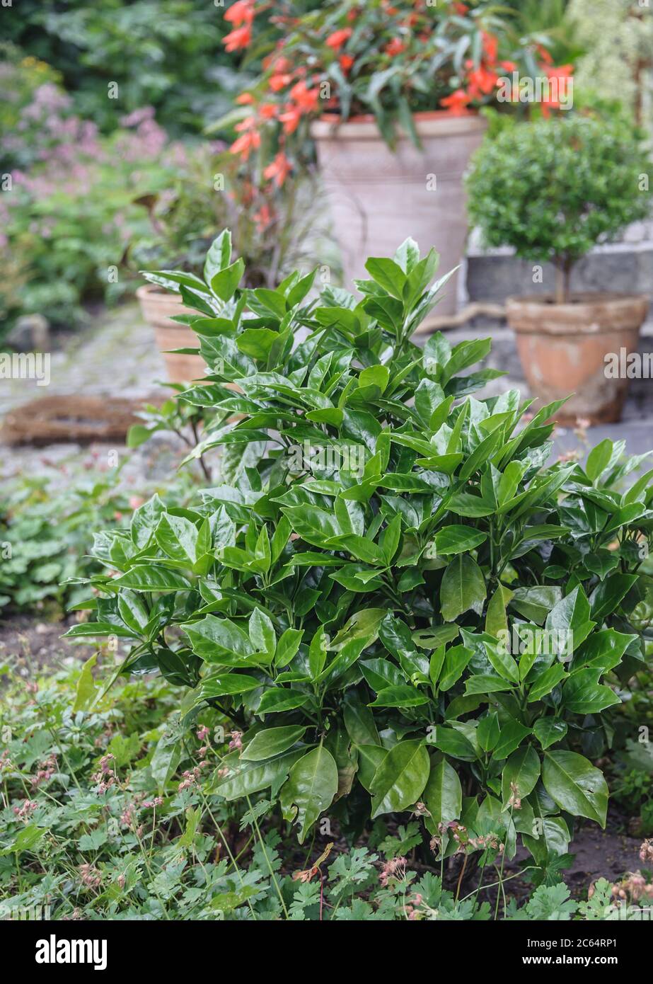 Aukube Aucuba japonica Rozannie Stock Photo - Alamy