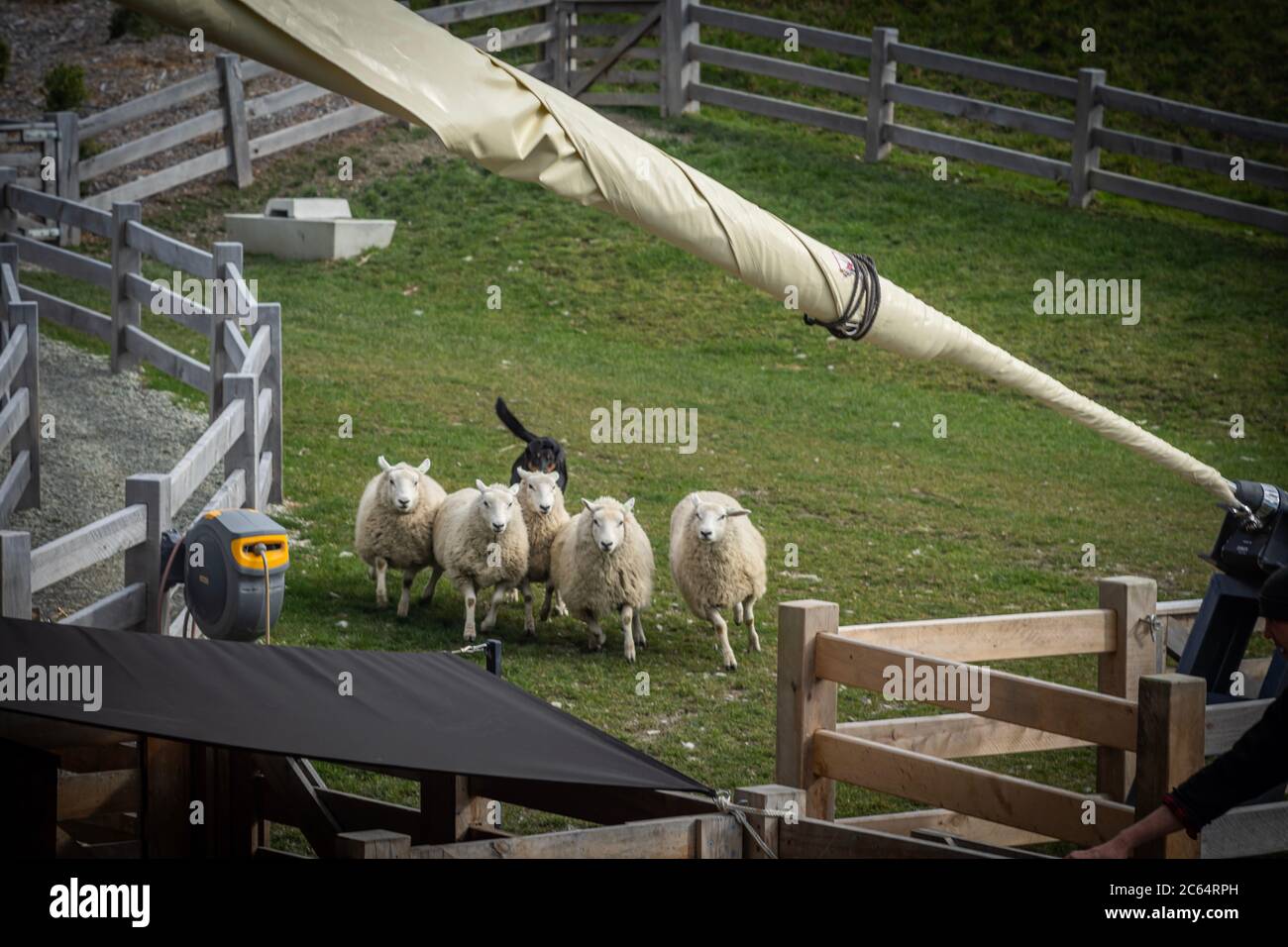 A herd of sheep being chased by Shepherd Dog Stock Photo - Alamy