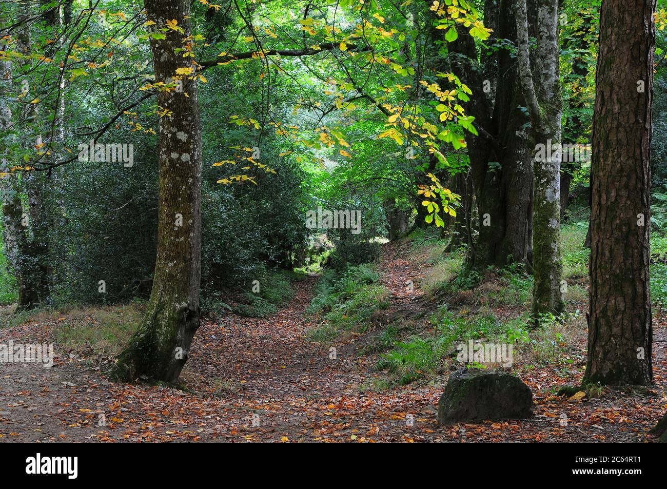 Fingle woods devon hi-res stock photography and images - Alamy