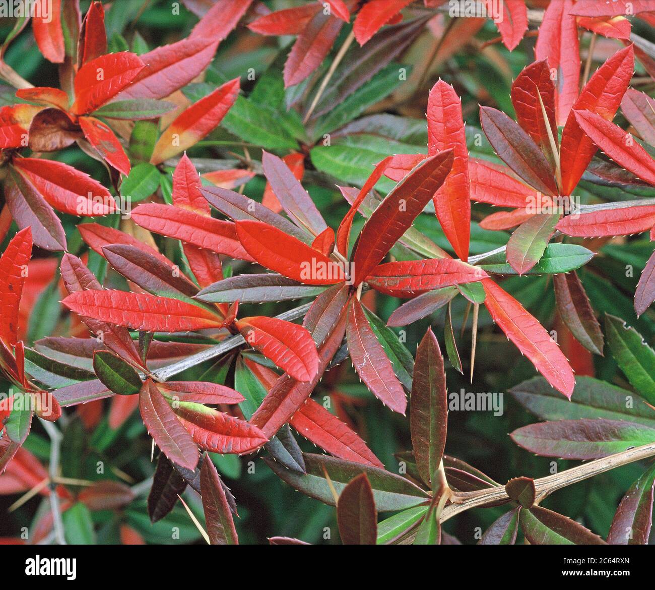 Berberis, Berberitze julianae Stock Photo - Alamy