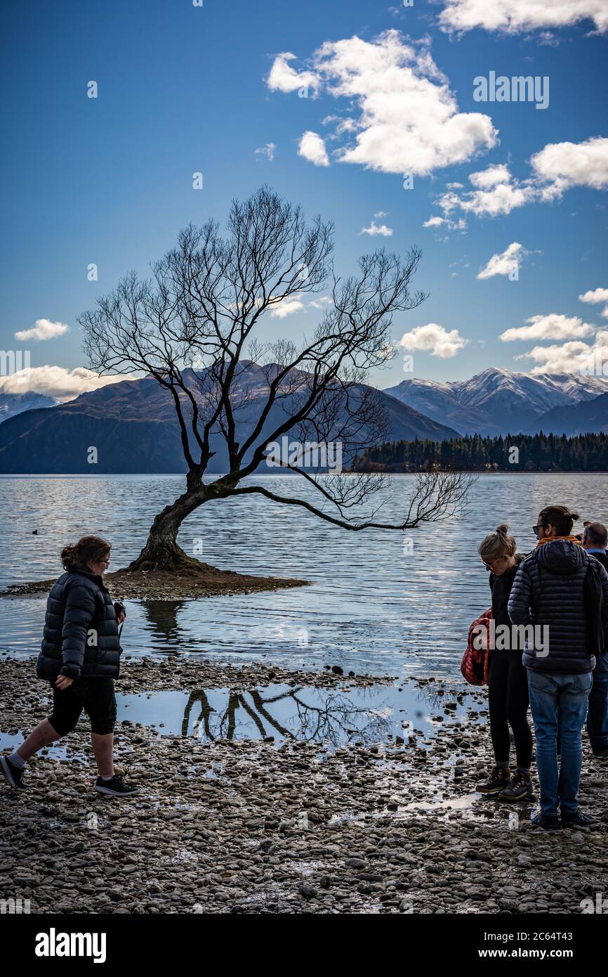 Tourist at The lonely tree Wanaka, New Zealand Stock Photo - Alamy