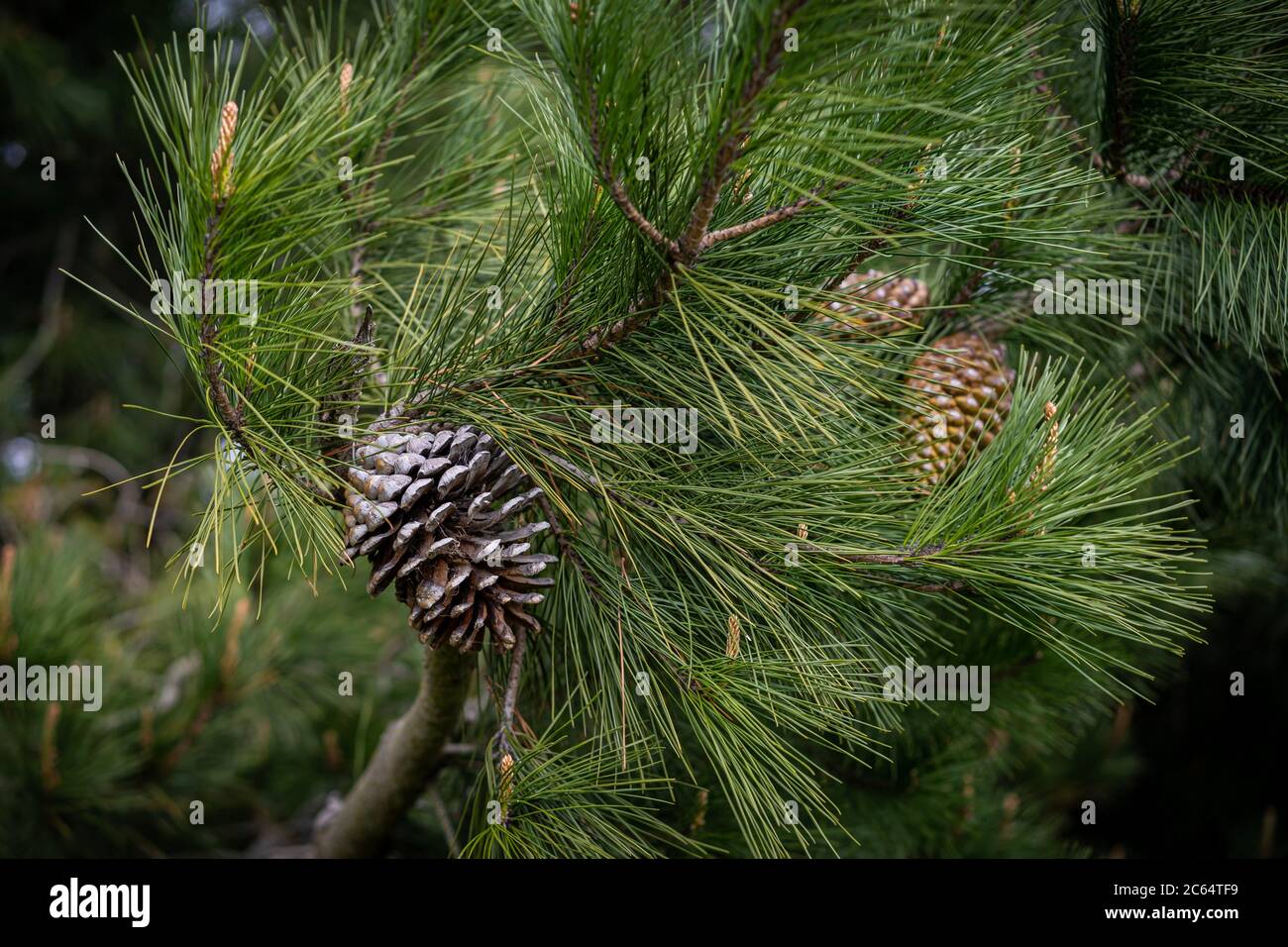 Pinecone on a tree, isolated Stock Photo - Alamy