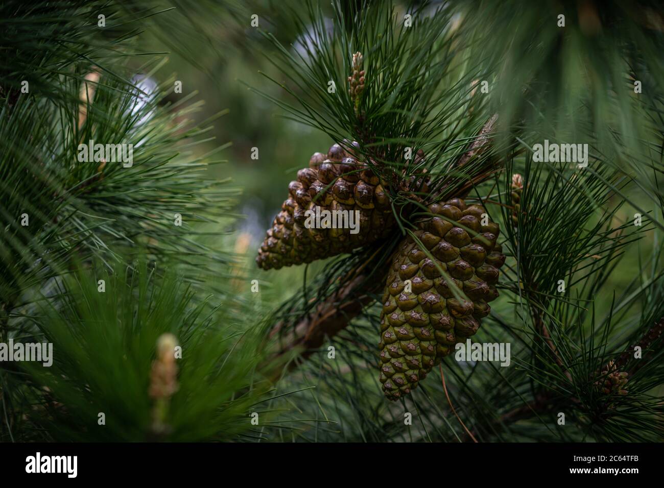 Pinecone on a tree, isolated Stock Photo - Alamy