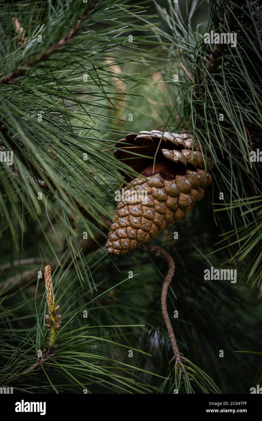 Pinecone on a tree, isolated Stock Photo - Alamy