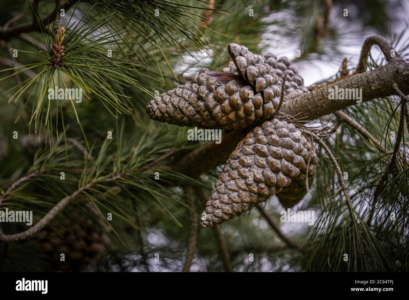 Pinecone on a tree, isolated Stock Photo - Alamy