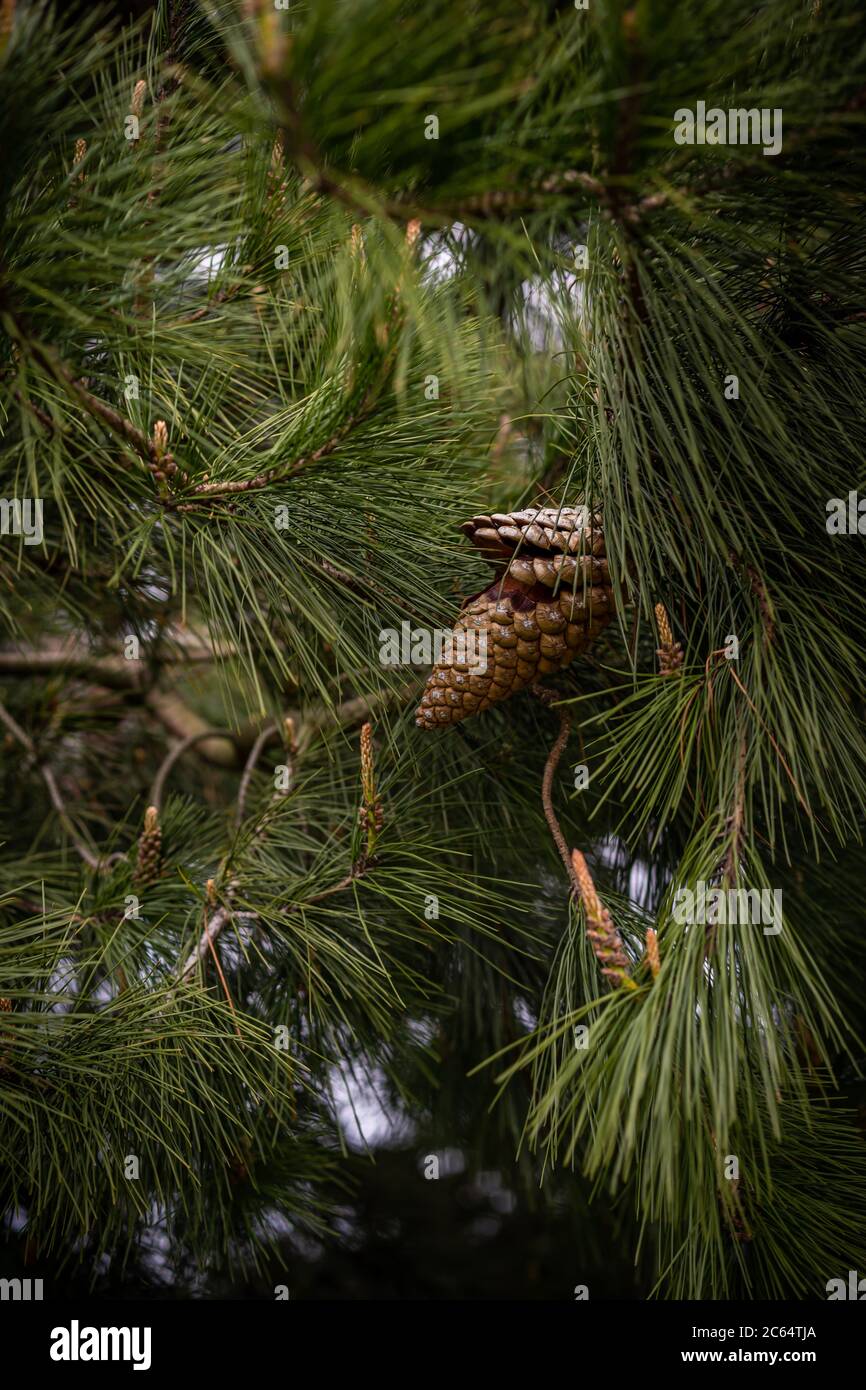 Pinecone on a tree, isolated Stock Photo - Alamy