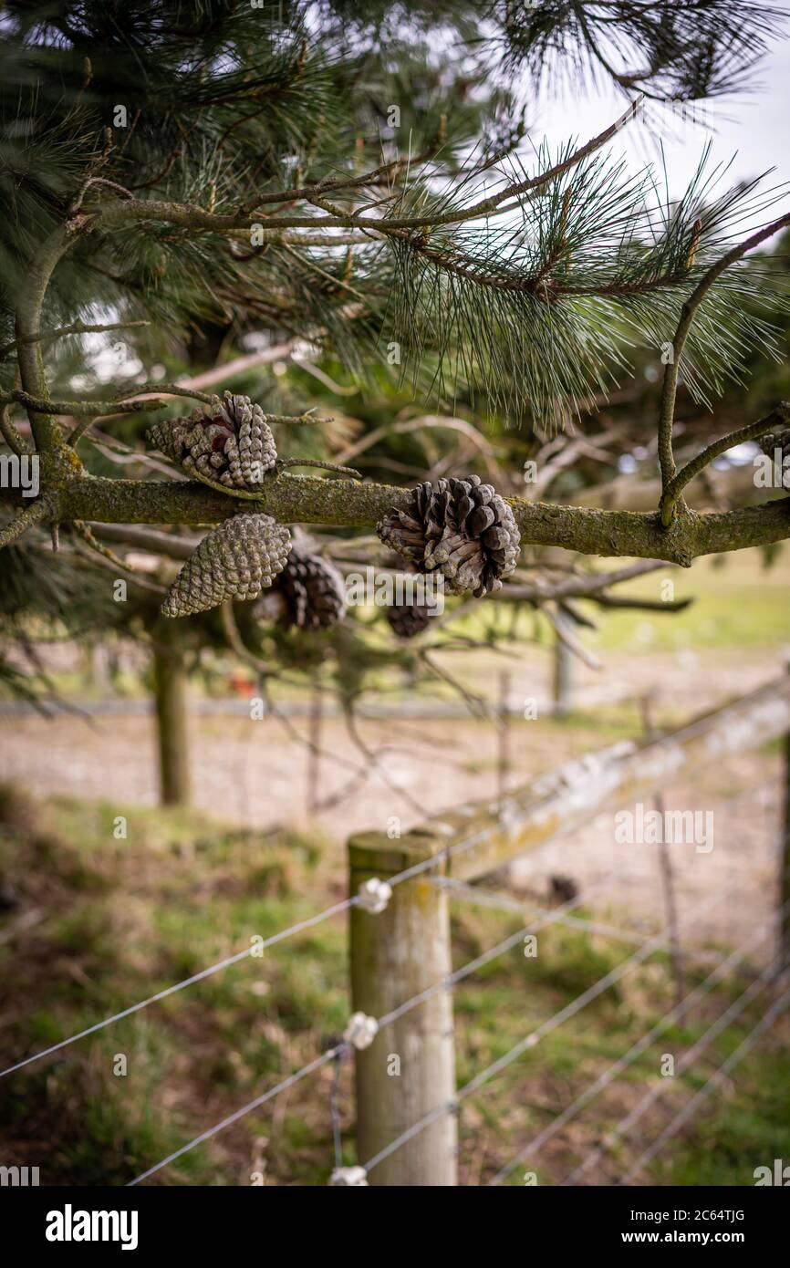 Pinecone on a tree, isolated Stock Photo - Alamy