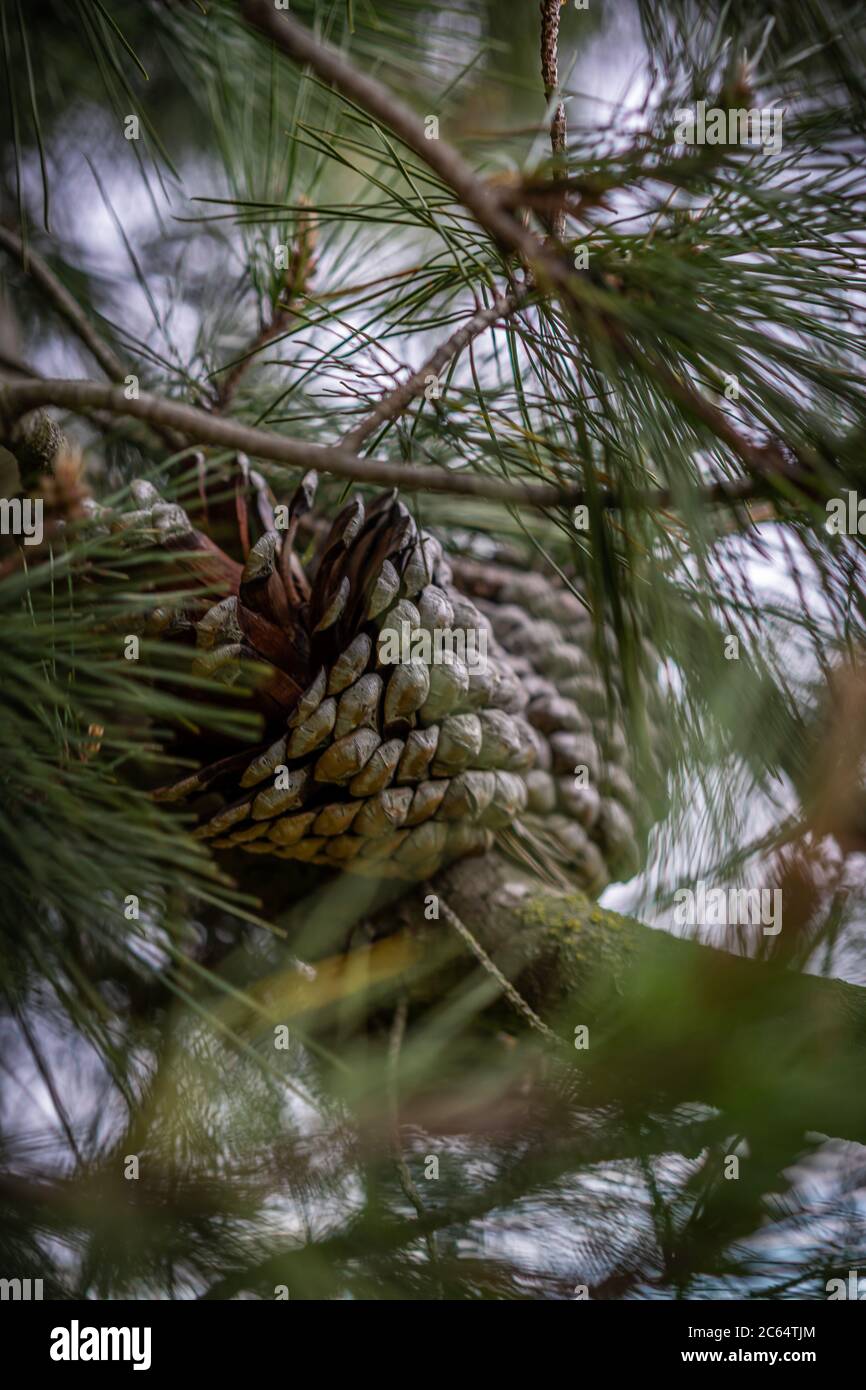 Pinecone on a tree, isolated Stock Photo - Alamy