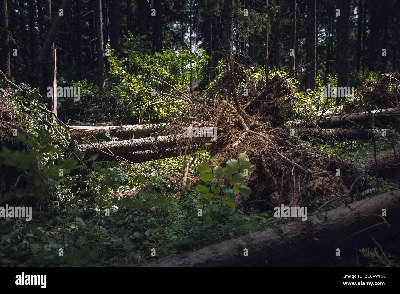 Broken pine tree after a storm in the forest hi-res stock photography ...