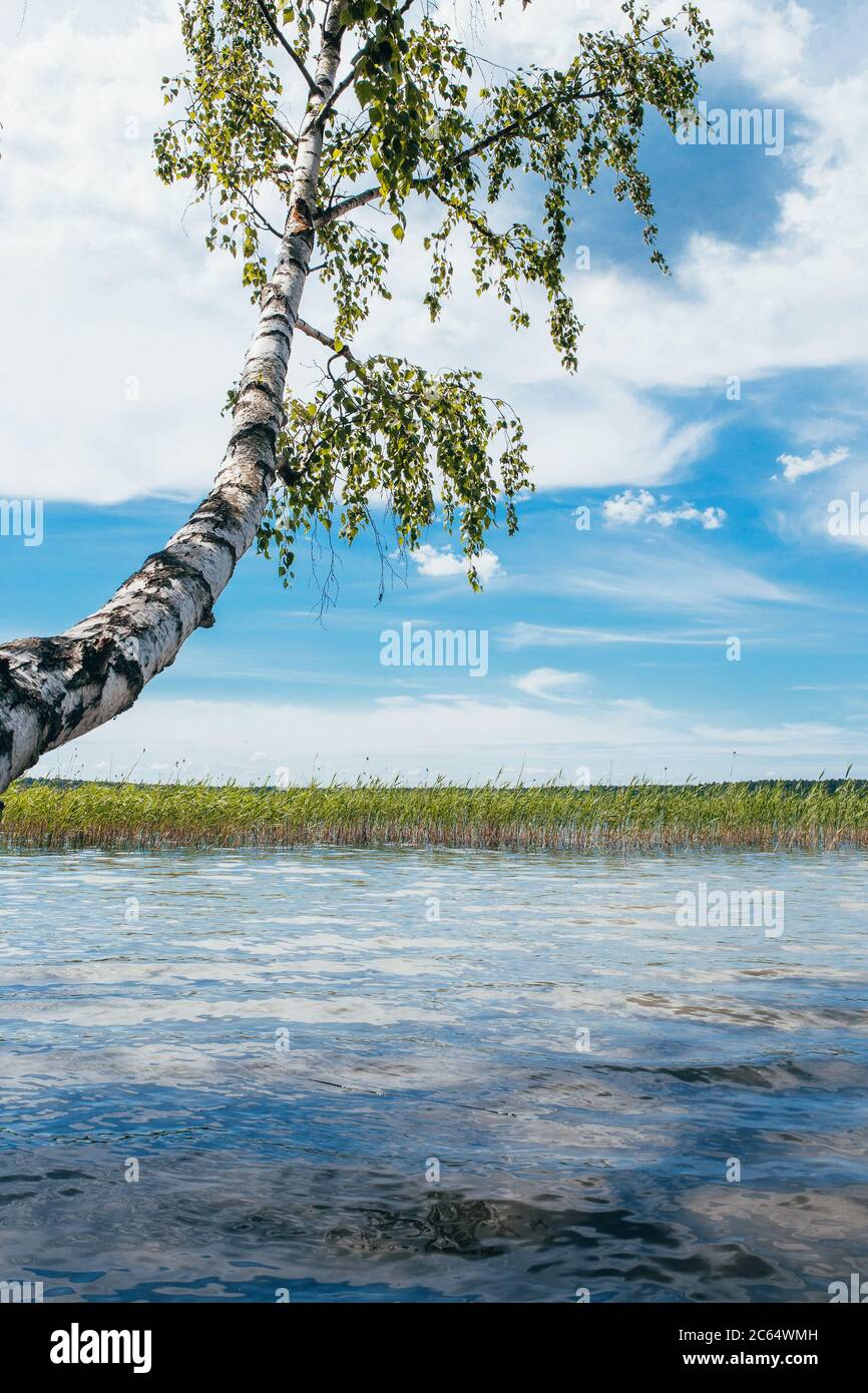 Birch bent over the lake - calm quiet rest on the shore in the forest ...