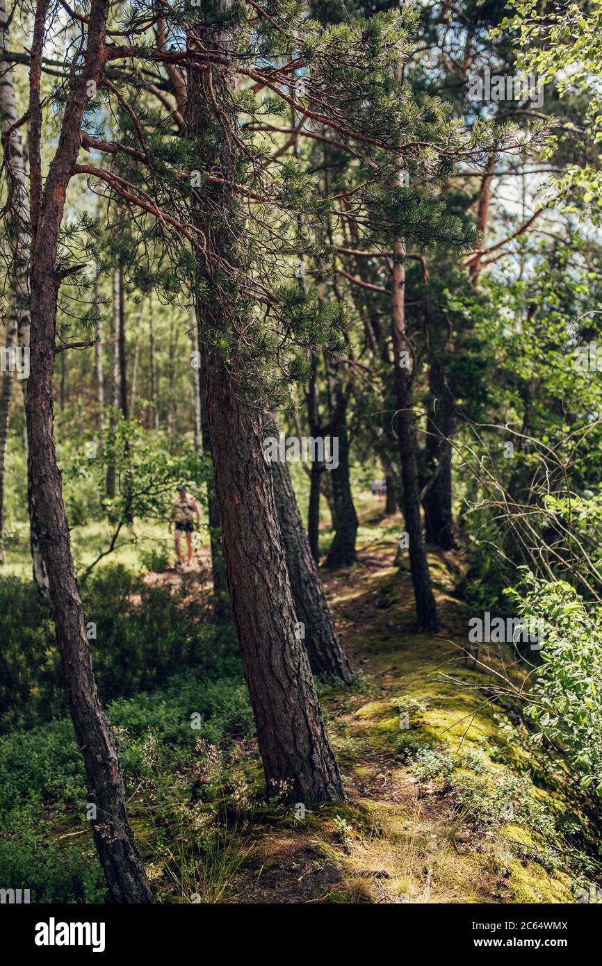Beautiful bright coniferous forest of pine trees - the edge of the lake ...