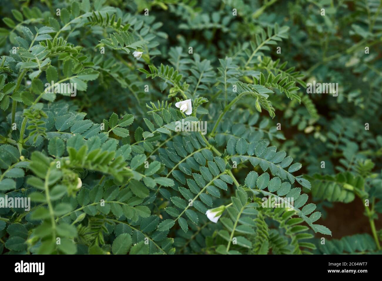 Cicer arietinum hi-res stock photography and images - Alamy