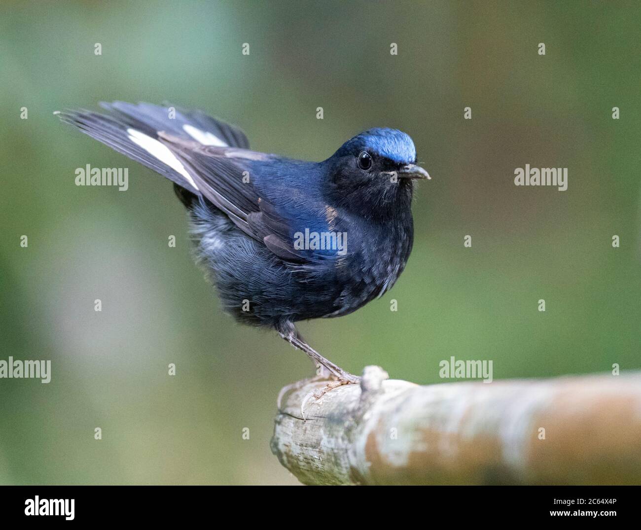 White-tailed Robin (Myiomela leucura) in understory of karst seasonal ...