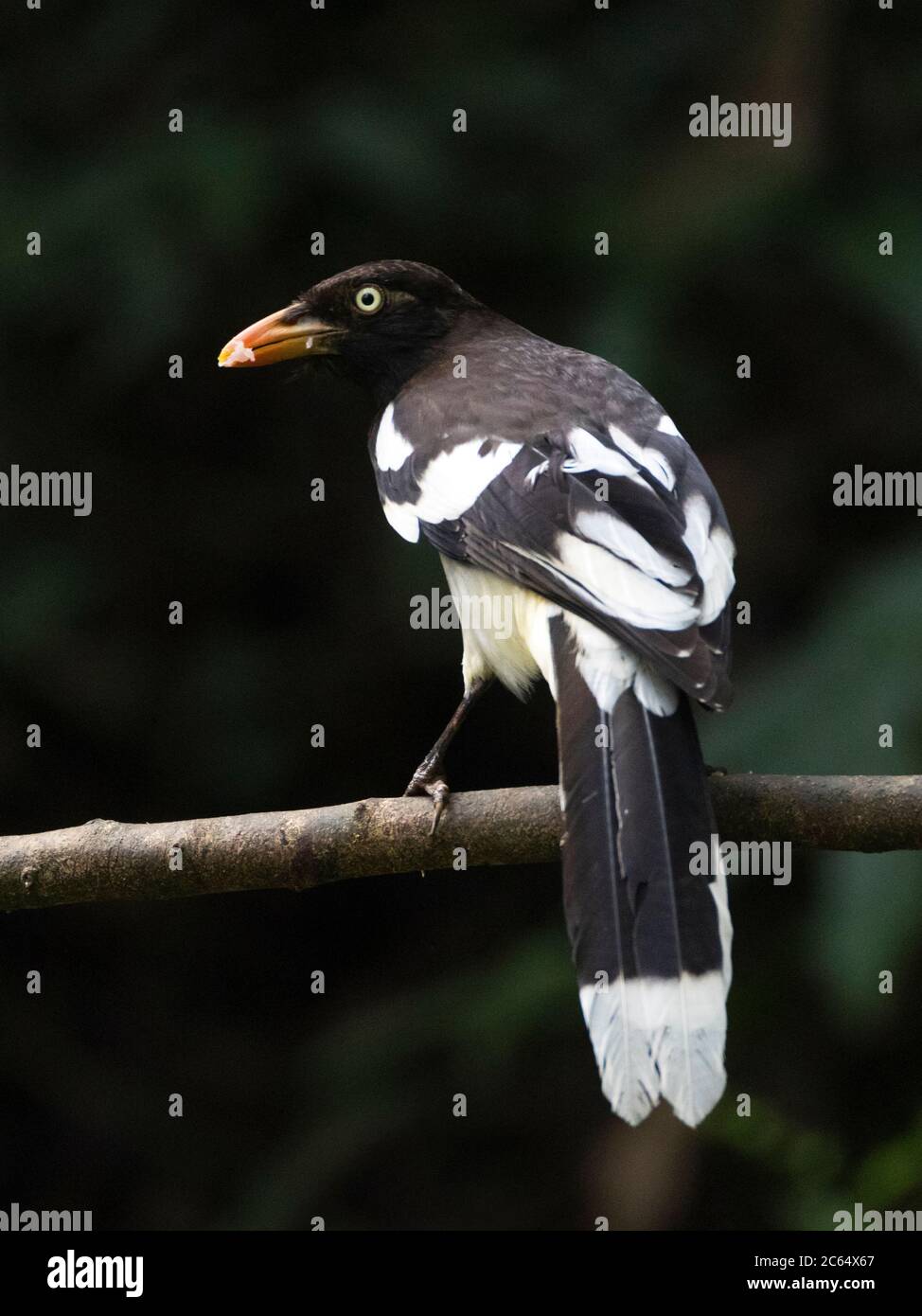 Adult White-winged Magpie (Urocissa whiteheadi xanthomelana) perched on ...