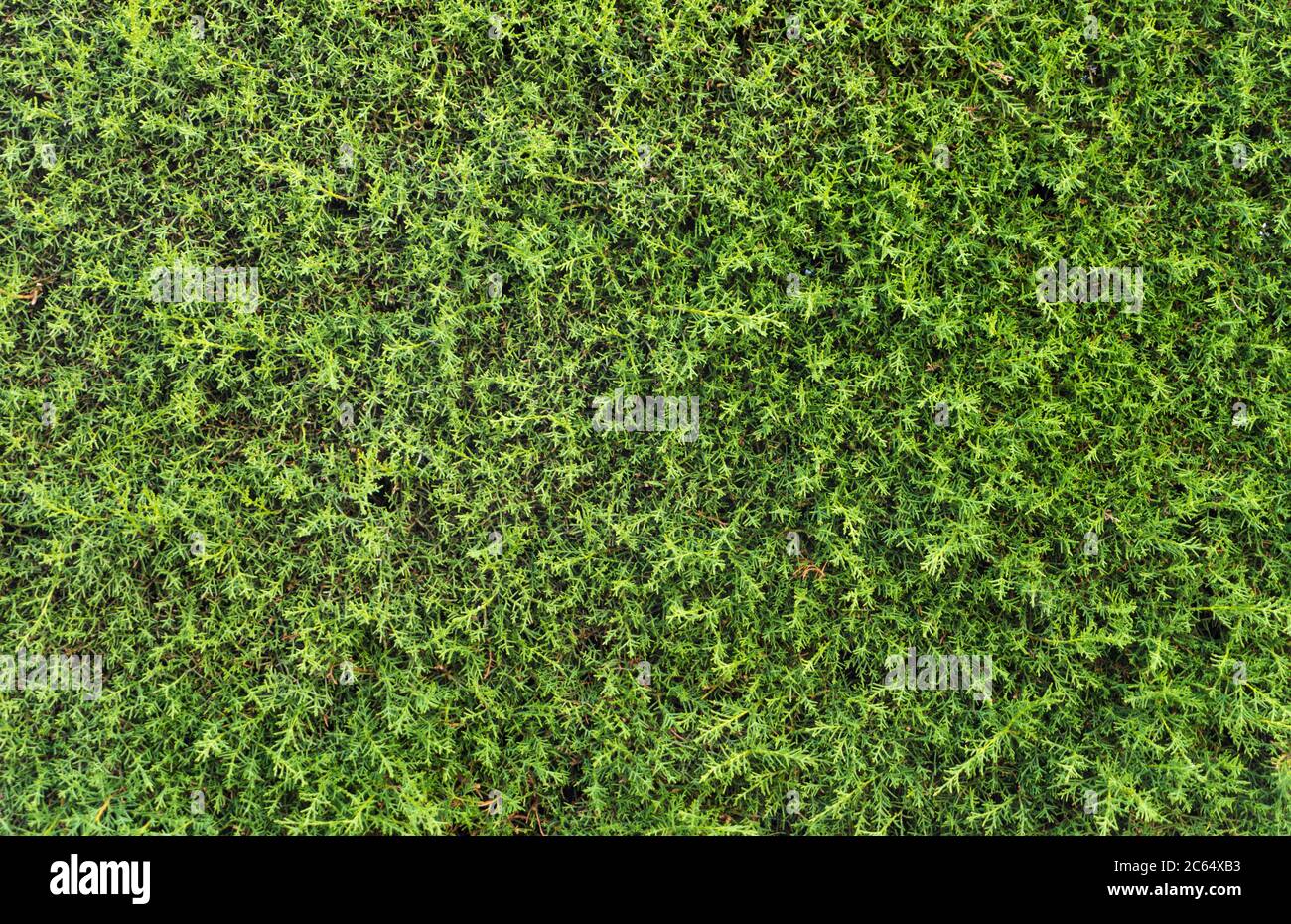 Detail of green vegetable wall with texture and illuminated with ...