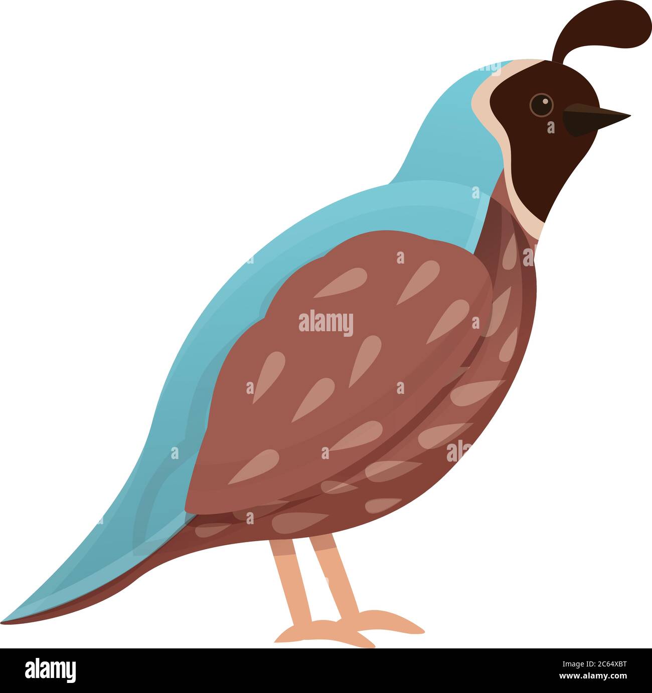 Wildlife quail icon. Cartoon of wildlife quail vector icon for web ...