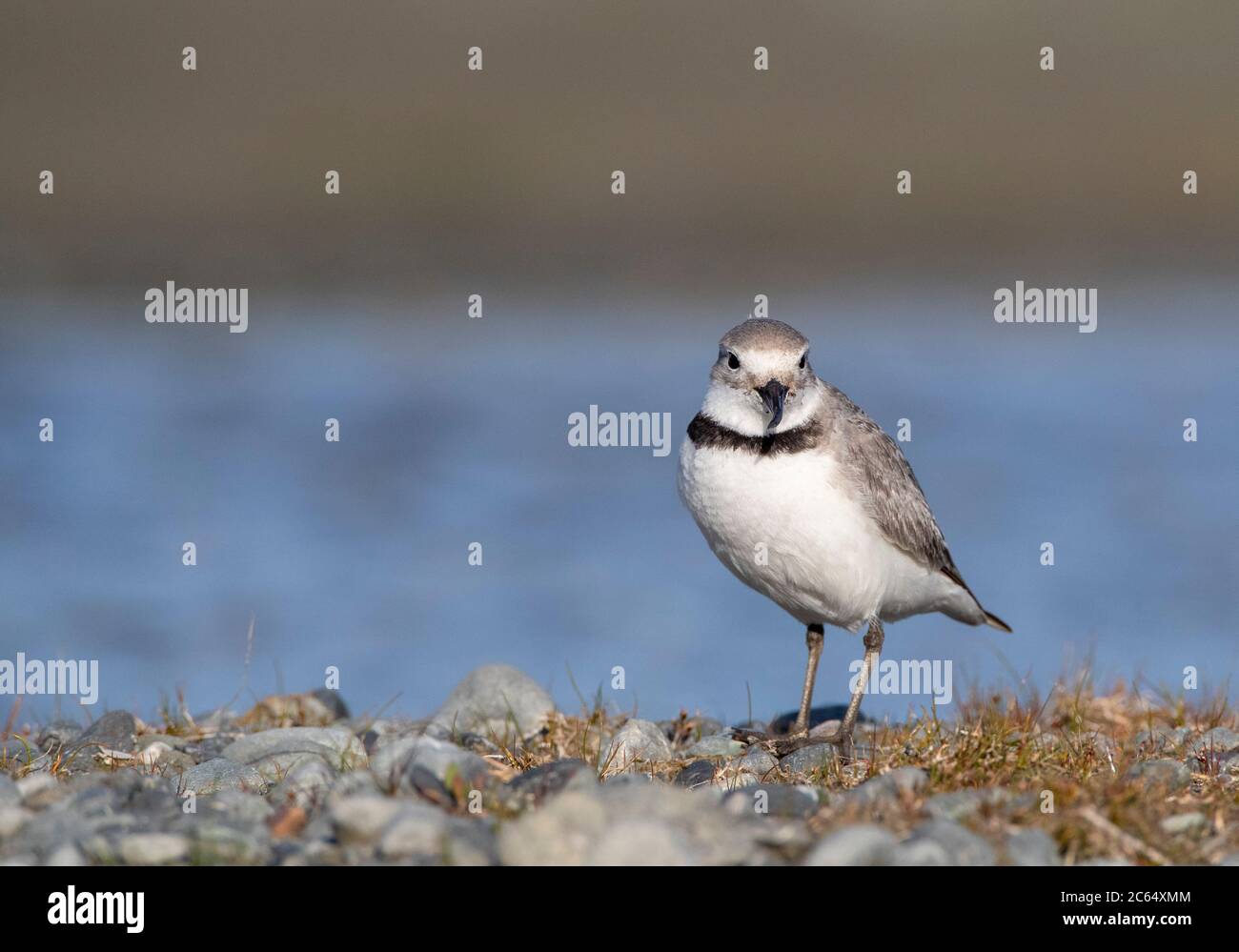 Adult Wrybill (Anarhynchus frontalis) standing in a river bed in ...