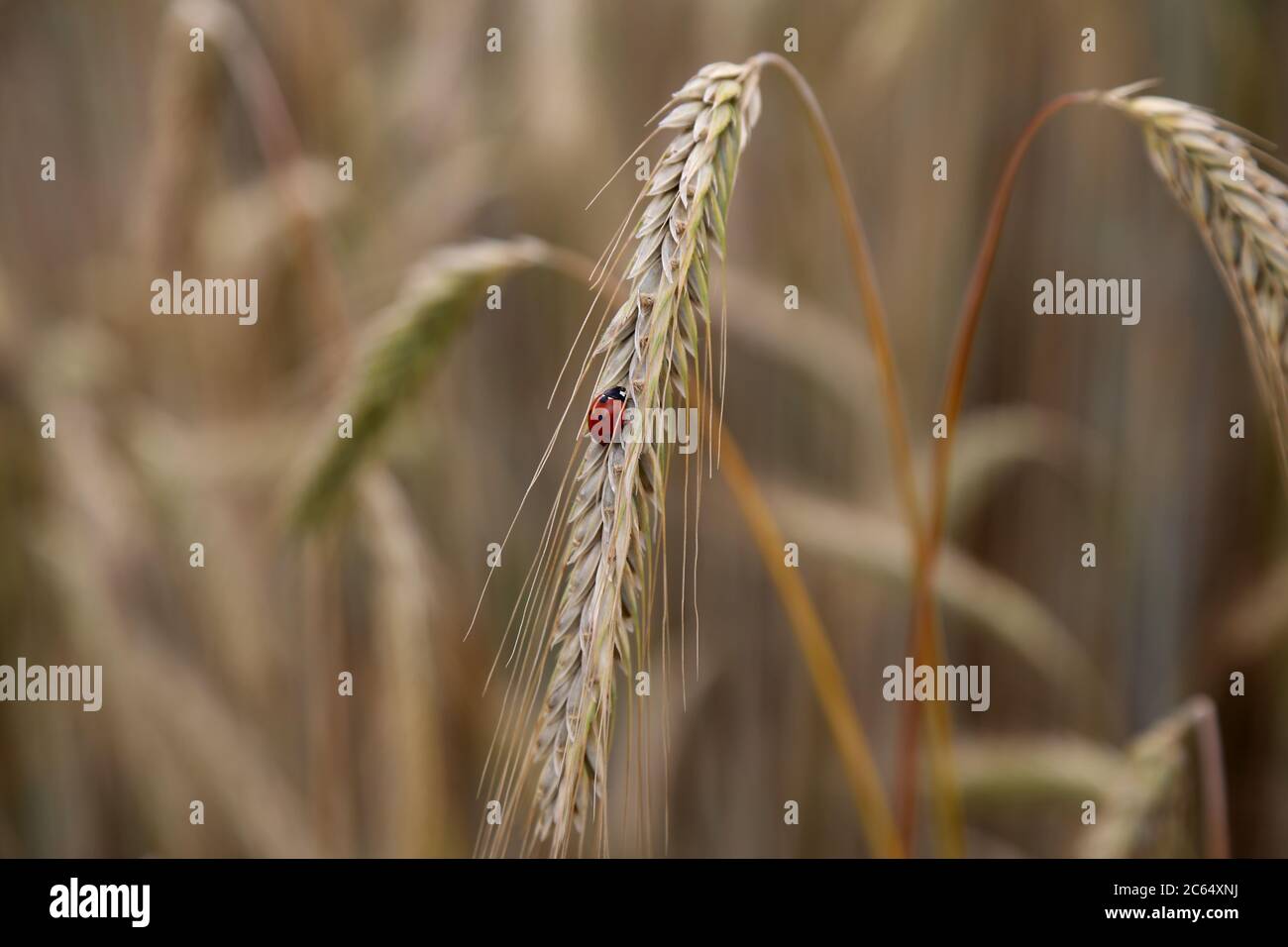 Red Flour Beetle High Resolution Stock Photography and Images - Alamy