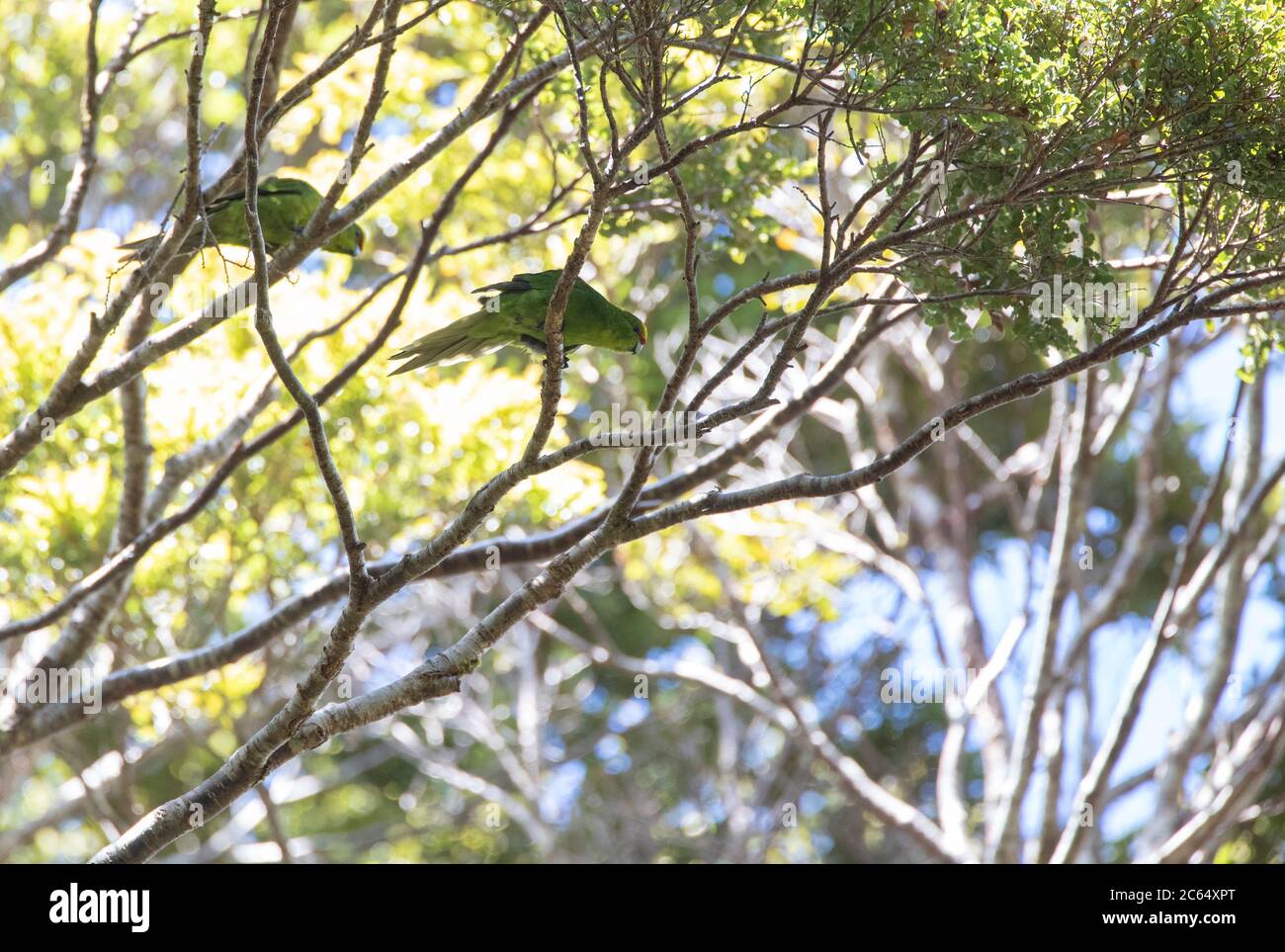 Yellow-crowned Parakeet (Cyanoramphus auriceps) in an old natural ...