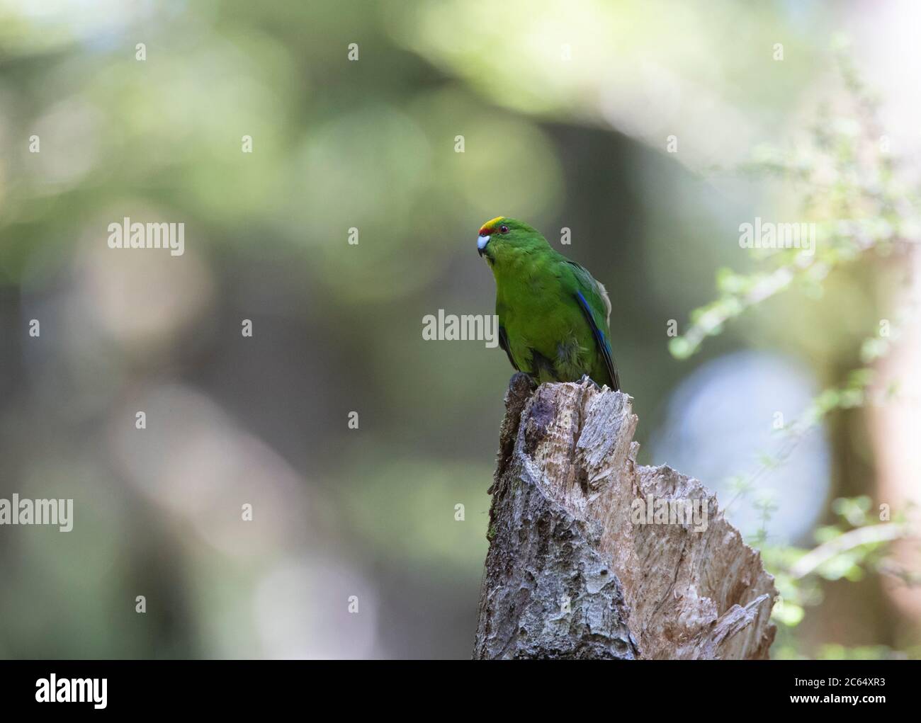 Yellow-crowned Parakeet (Cyanoramphus auriceps) perched on a stump in ...
