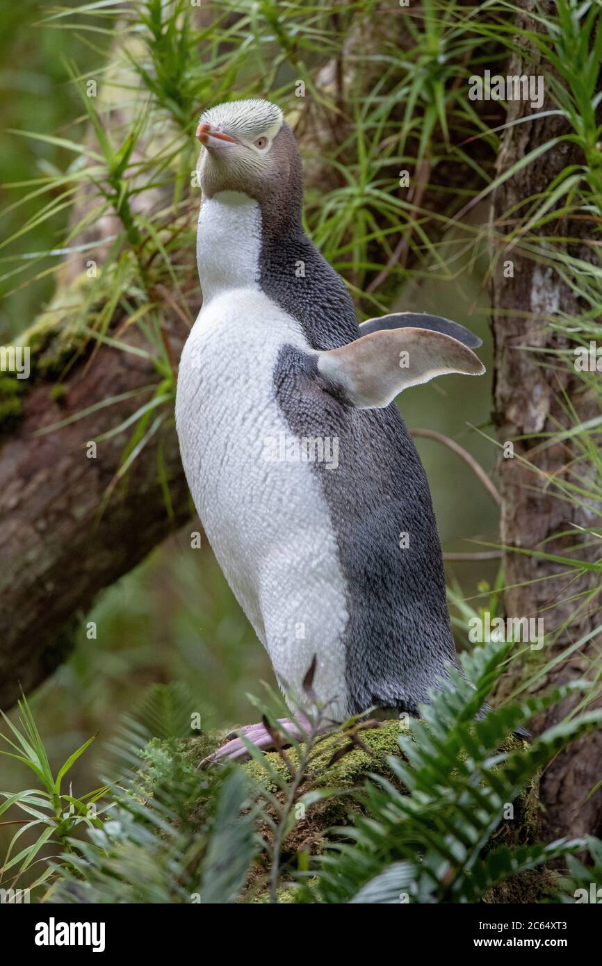 Hoiho new zealand hi-res stock photography and images - Alamy