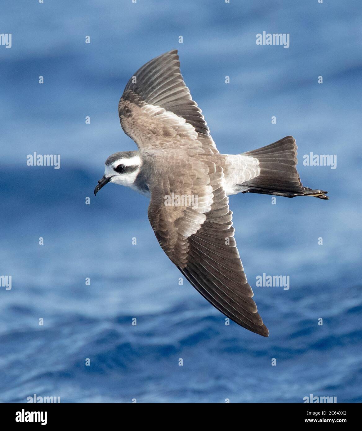 White-faced Storm-Petrel (Pelagodroma marina) flying over the Atlantic ...