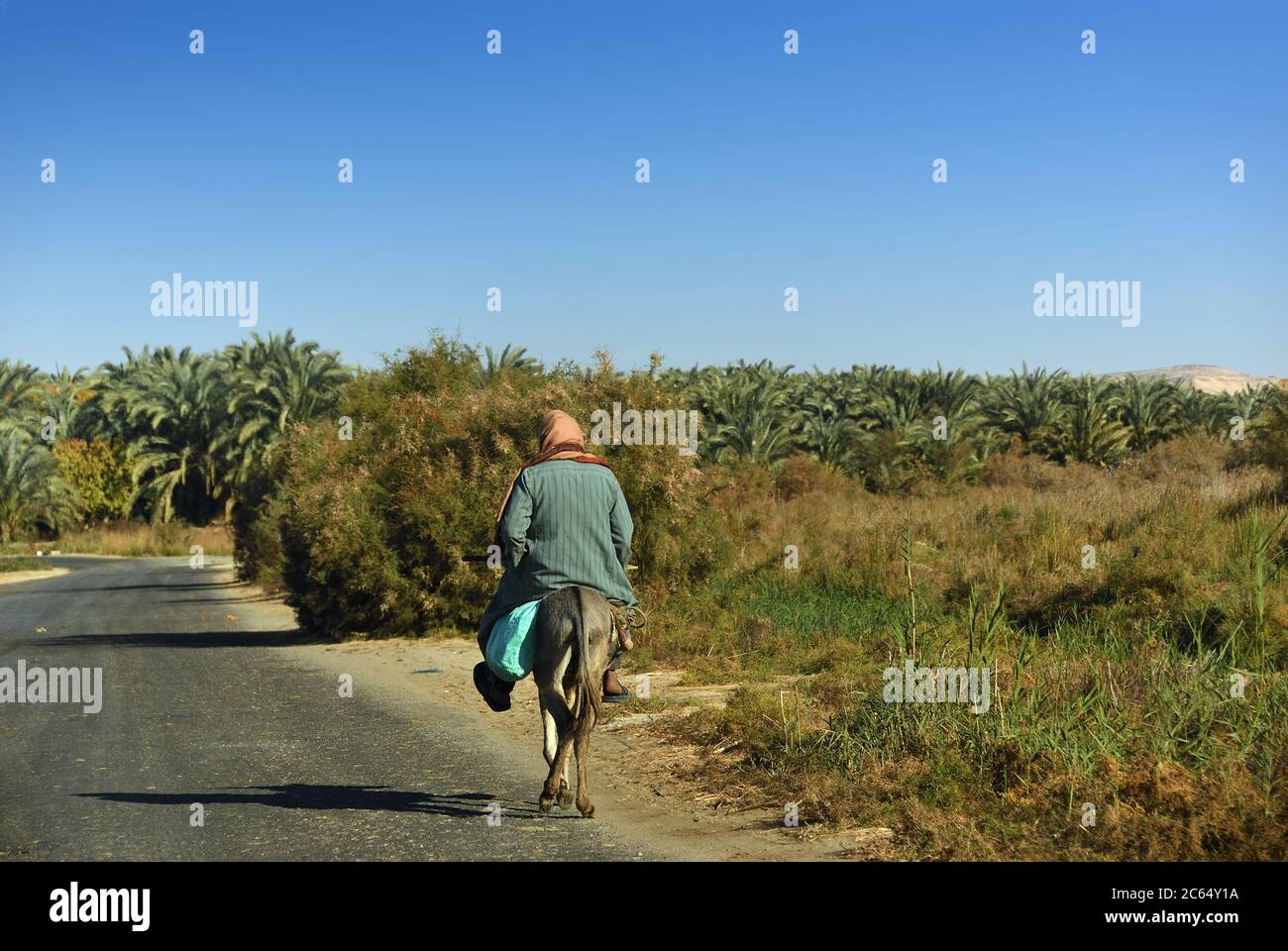 Egyptian peasant rides on a donkey on the tar road along banana ...