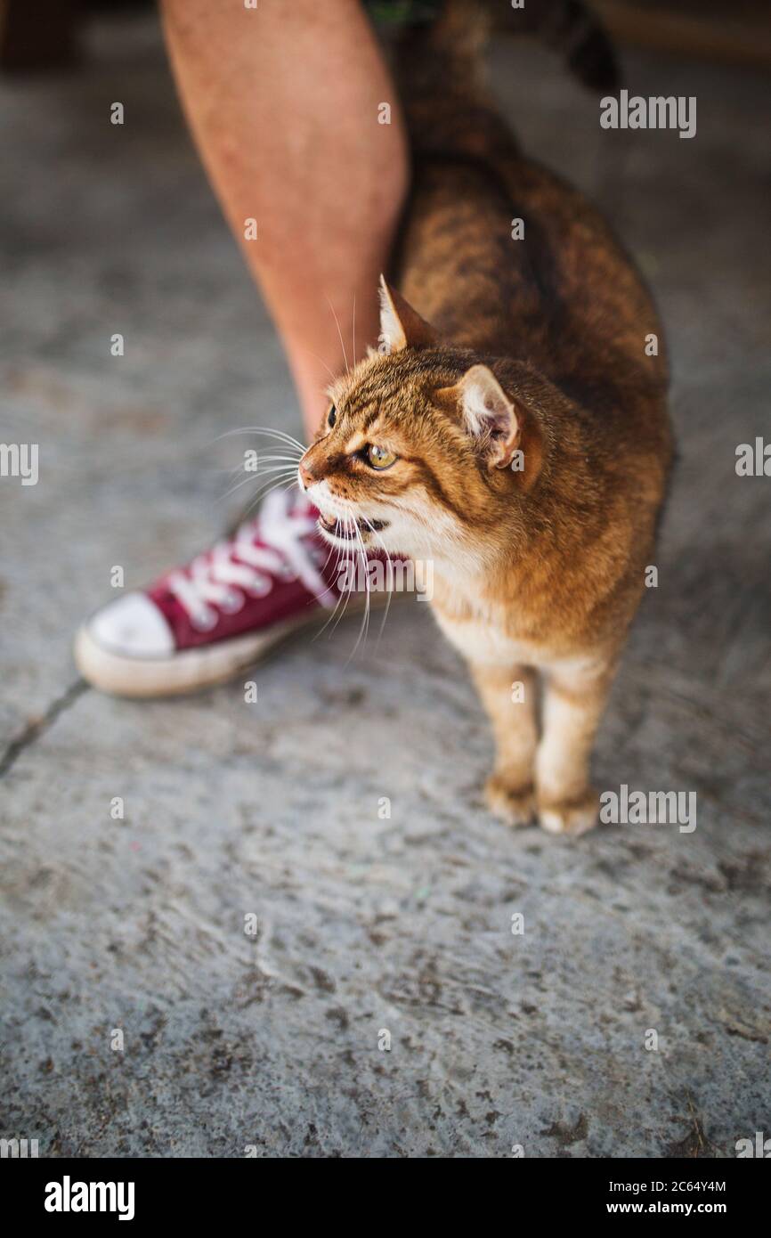 A beautiful fluffy cat rubs on the leg of the owner man - a homely ...