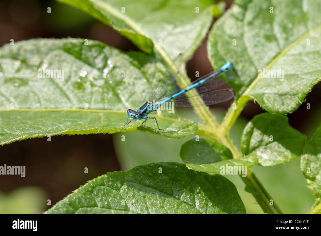 Closeup of a beautiful light blue dragonfly on a leave of young ...