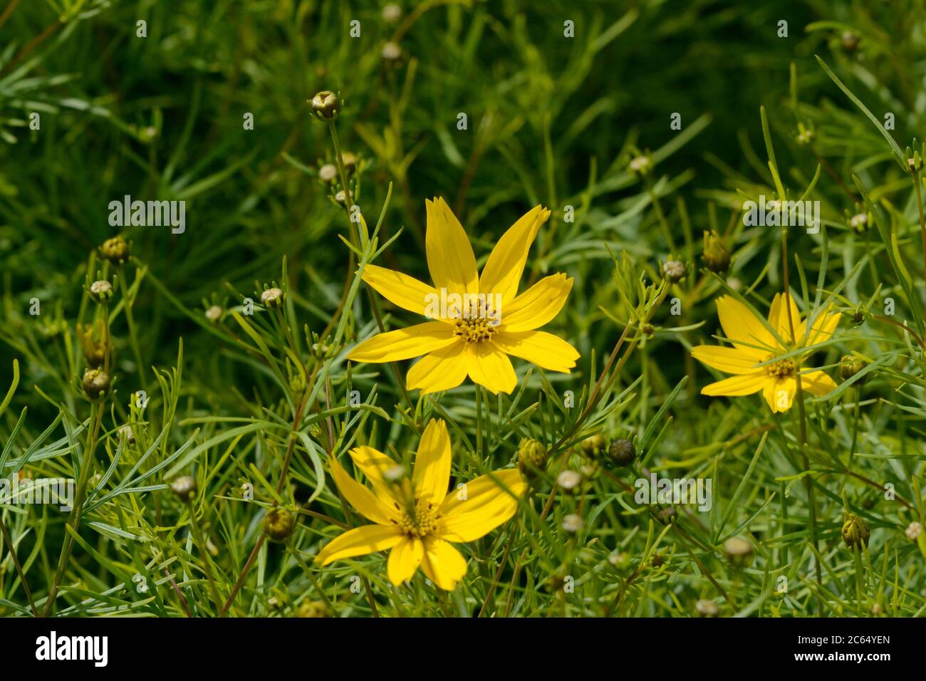 Coreopsis Verticillata Golden Grain Tickseed Stock Photo - Alamy