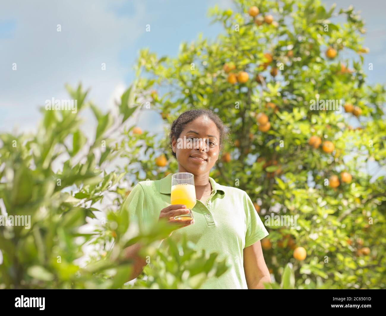 Woman picking oranges hi-res stock photography and images - Alamy