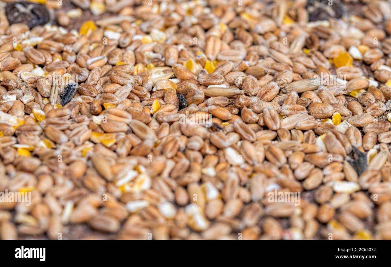Milo seed hi-res stock photography and images - Alamy