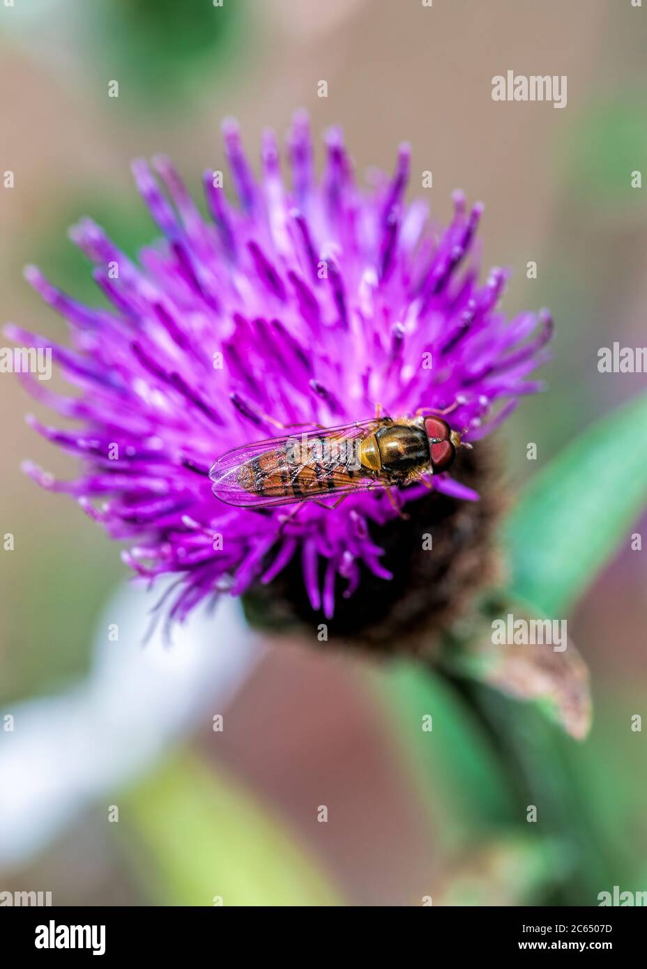 Insect on purple wildflower Stock Photo - Alamy