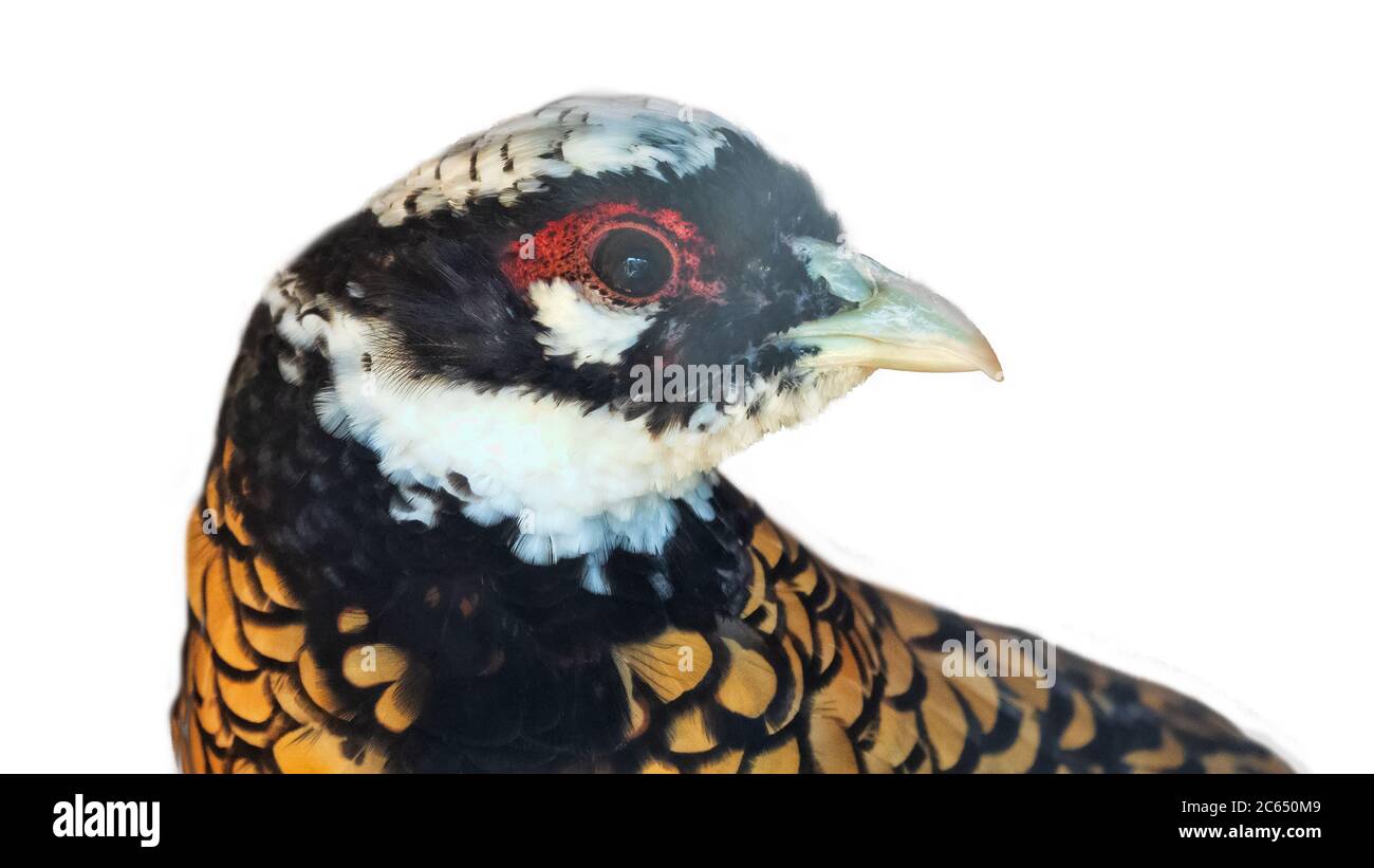 Waist Portrait of Reeve's Pheasant (Syrmaticus reevesii, male) is ...