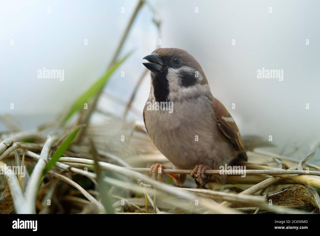 Eurasian tree sparrow (Passer montanus), bird on a mown field on a ...