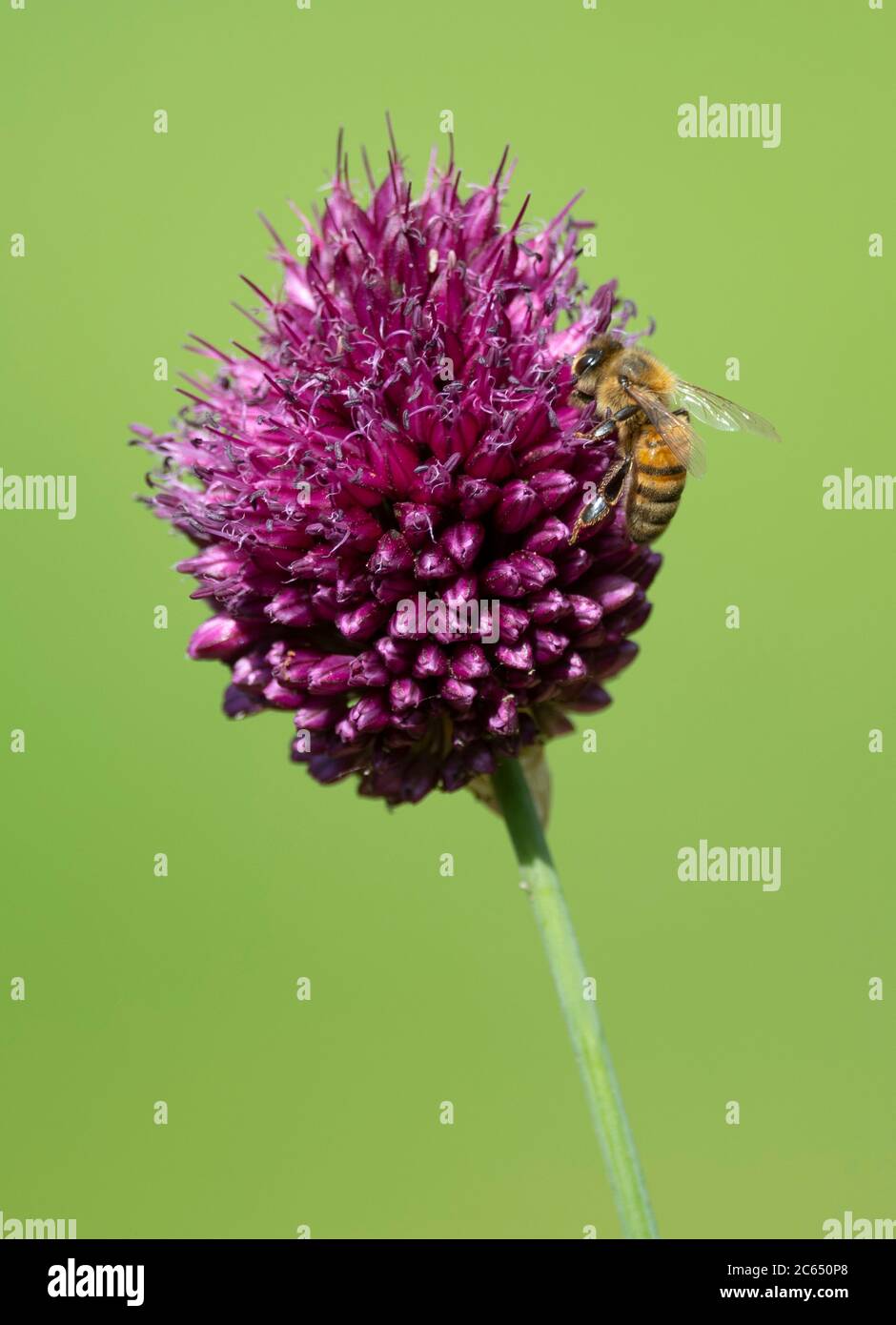 Allium sphaerocephalon honey bee allium flowers hi-res stock ...