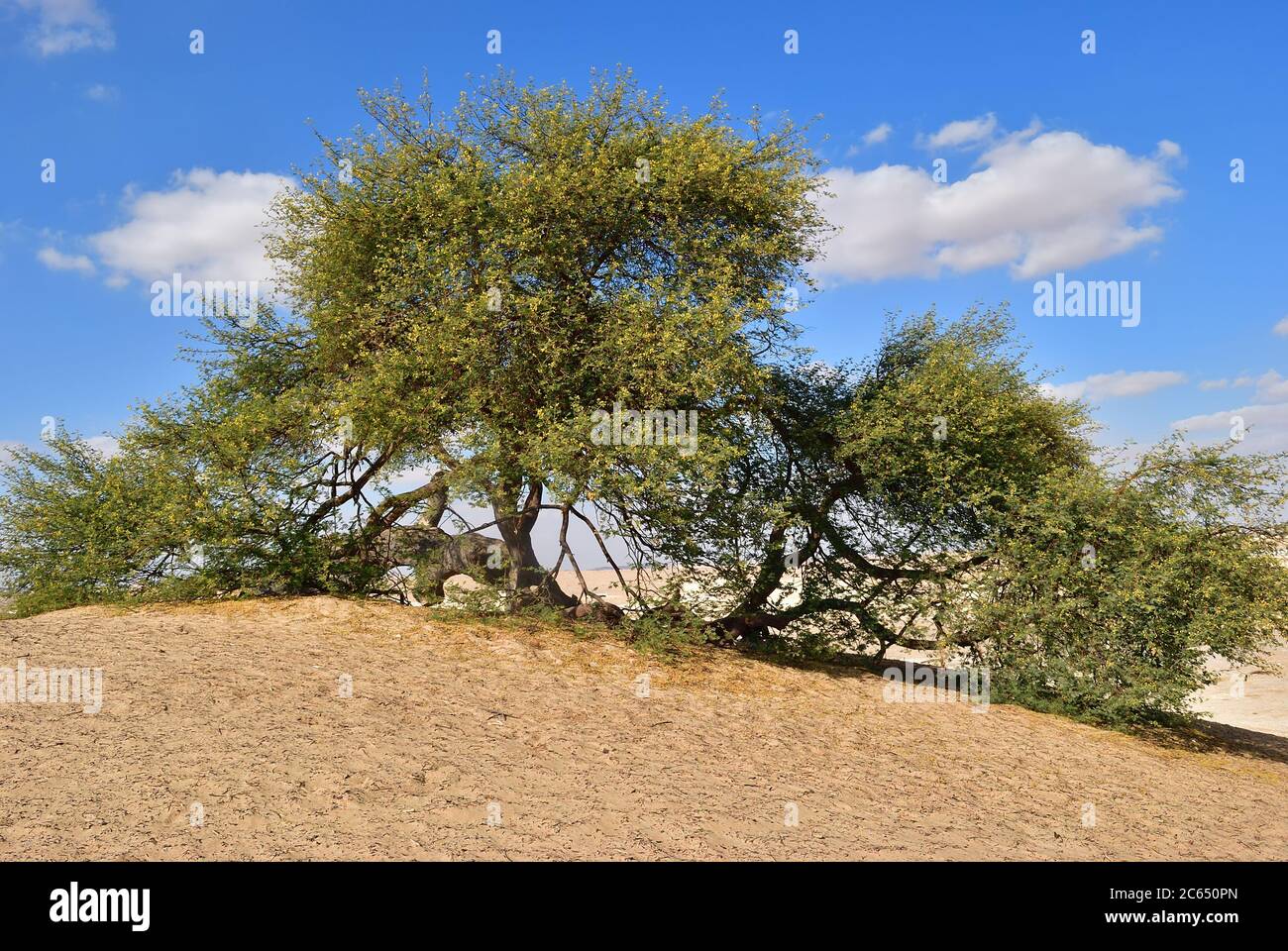 Lonely flowering acacia tree in the Sahara desert. El-Santa. Magic tree ...