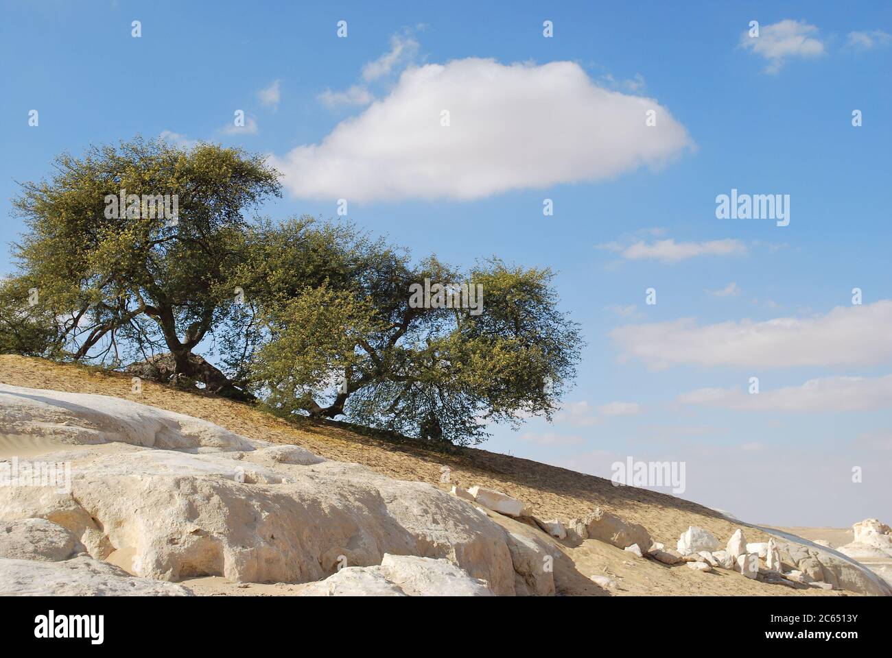 Lonely flowering acacia tree in the Sahara desert. El-Santa. Magic tree ...