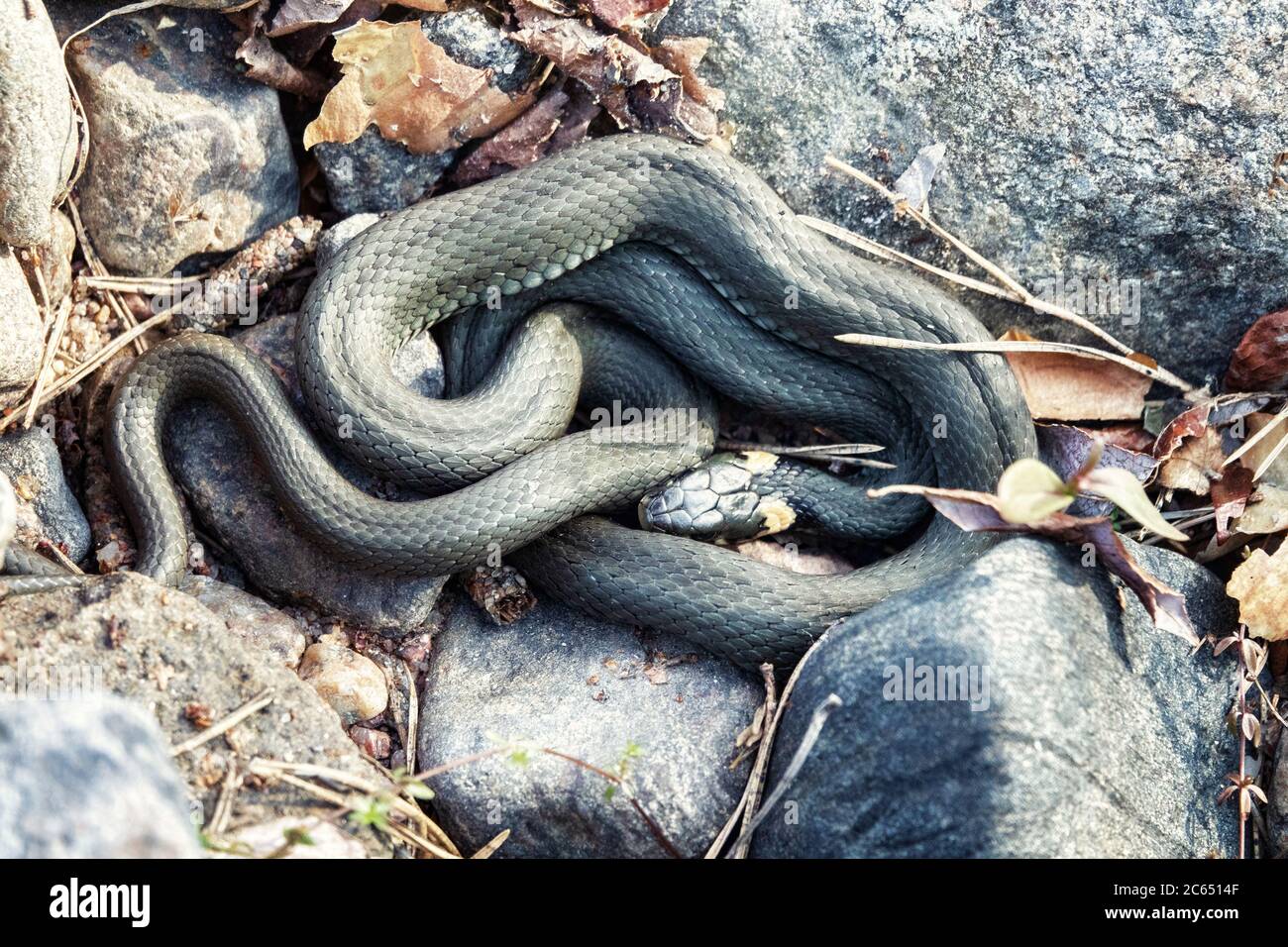 Common Grass-snake (Natrix natrix) from the East Baltic sea coast ...