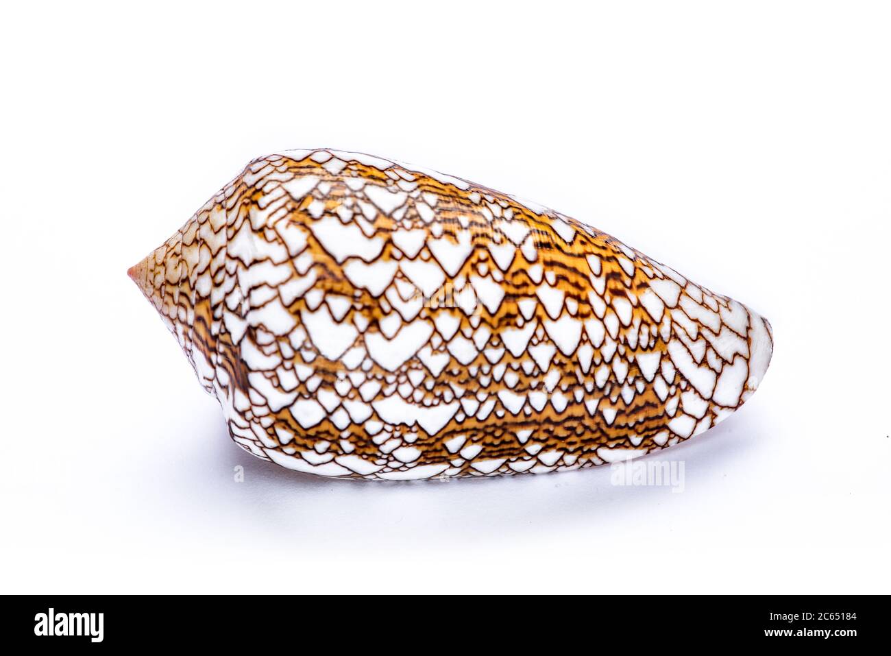 Conidae High Resolution Stock Photography and Images - Alamy