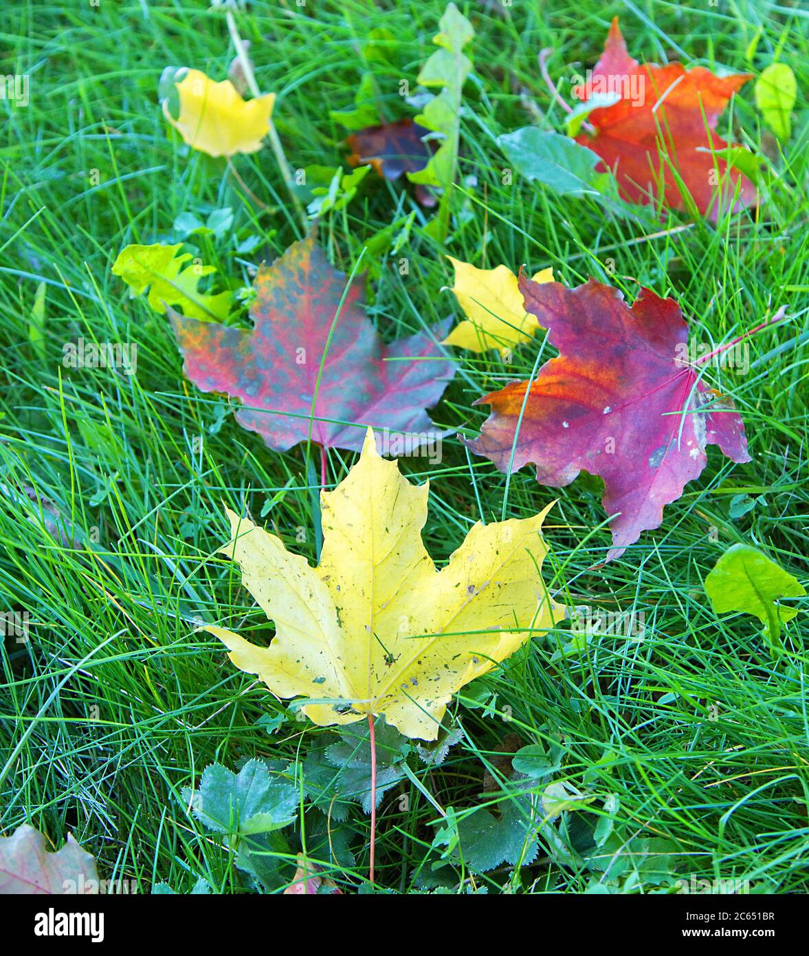 The grass turns yellow on the lawns and red and yellow leaves fall ...