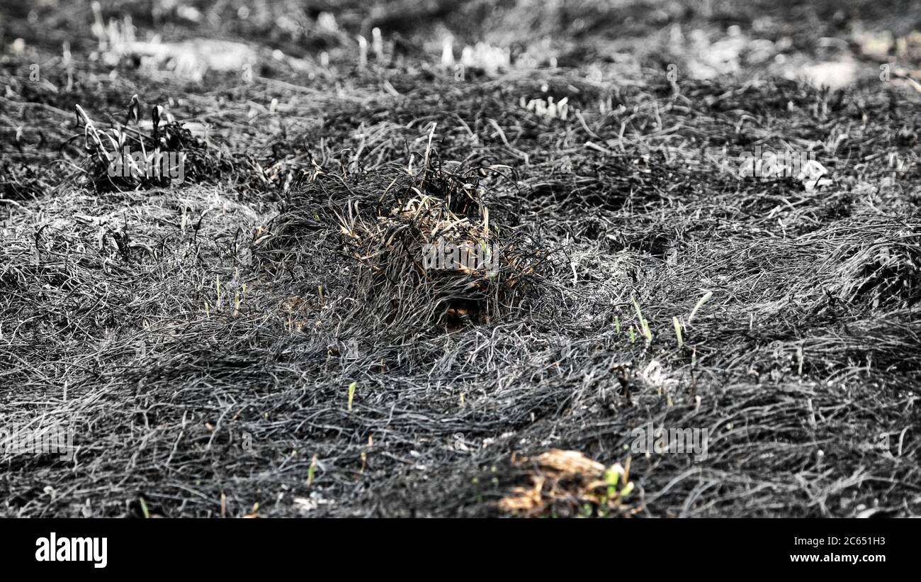 The burnt meadows. Prairie fire. Surviving plants sprout green against ...