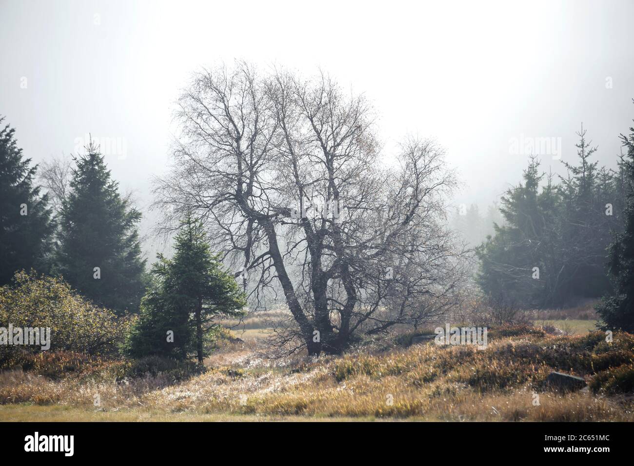 Georgenfelder Hochmoor, Moor-Birke Betula pubescens, Rot-Fichte Picea ...