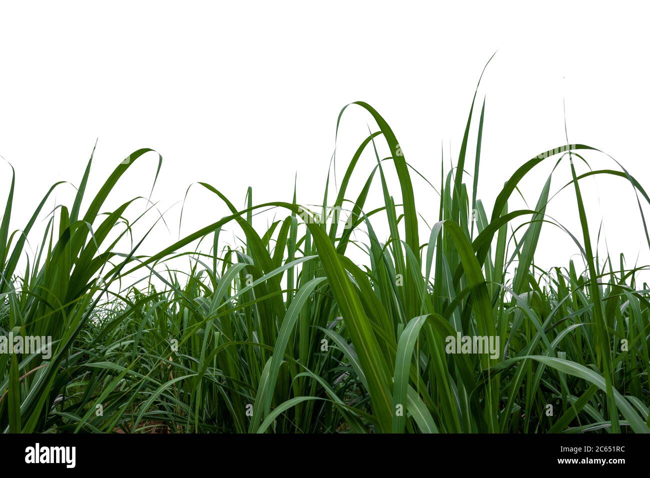 isolated sugar cane on white background with clipping path Stock Photo ...